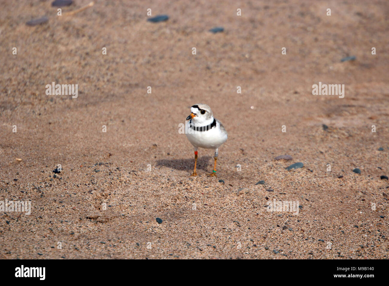 Piping Plover Banding on the Apostle Islands Stock Photo - Alamy