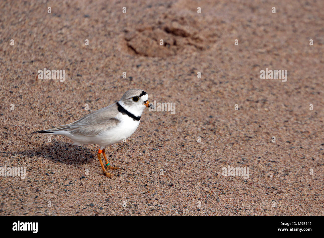Piping Plover Banding on the Apostle Islands Stock Photo - Alamy