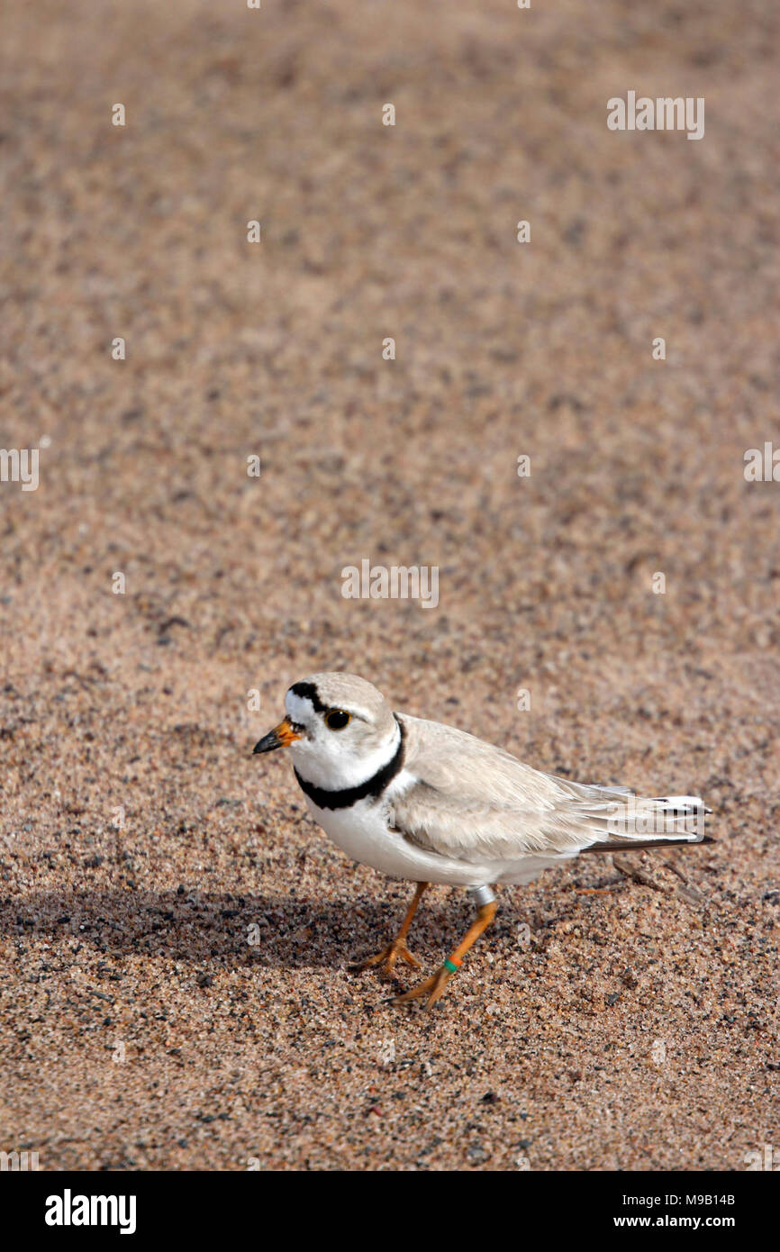 Piping Plover Banding on the Apostle Islands Stock Photo - Alamy