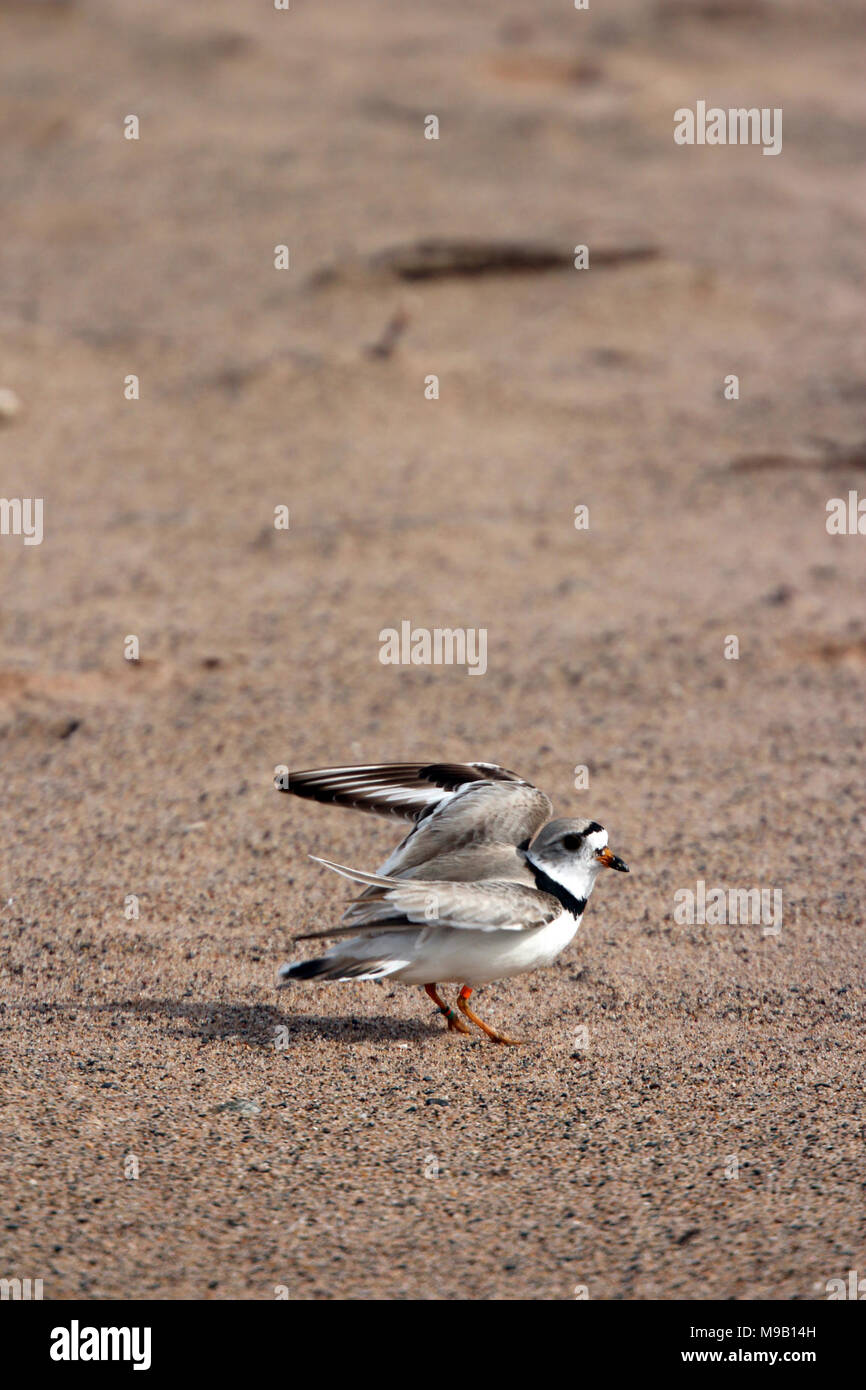 Piping Plover Banding on the Apostle Islands Stock Photo - Alamy