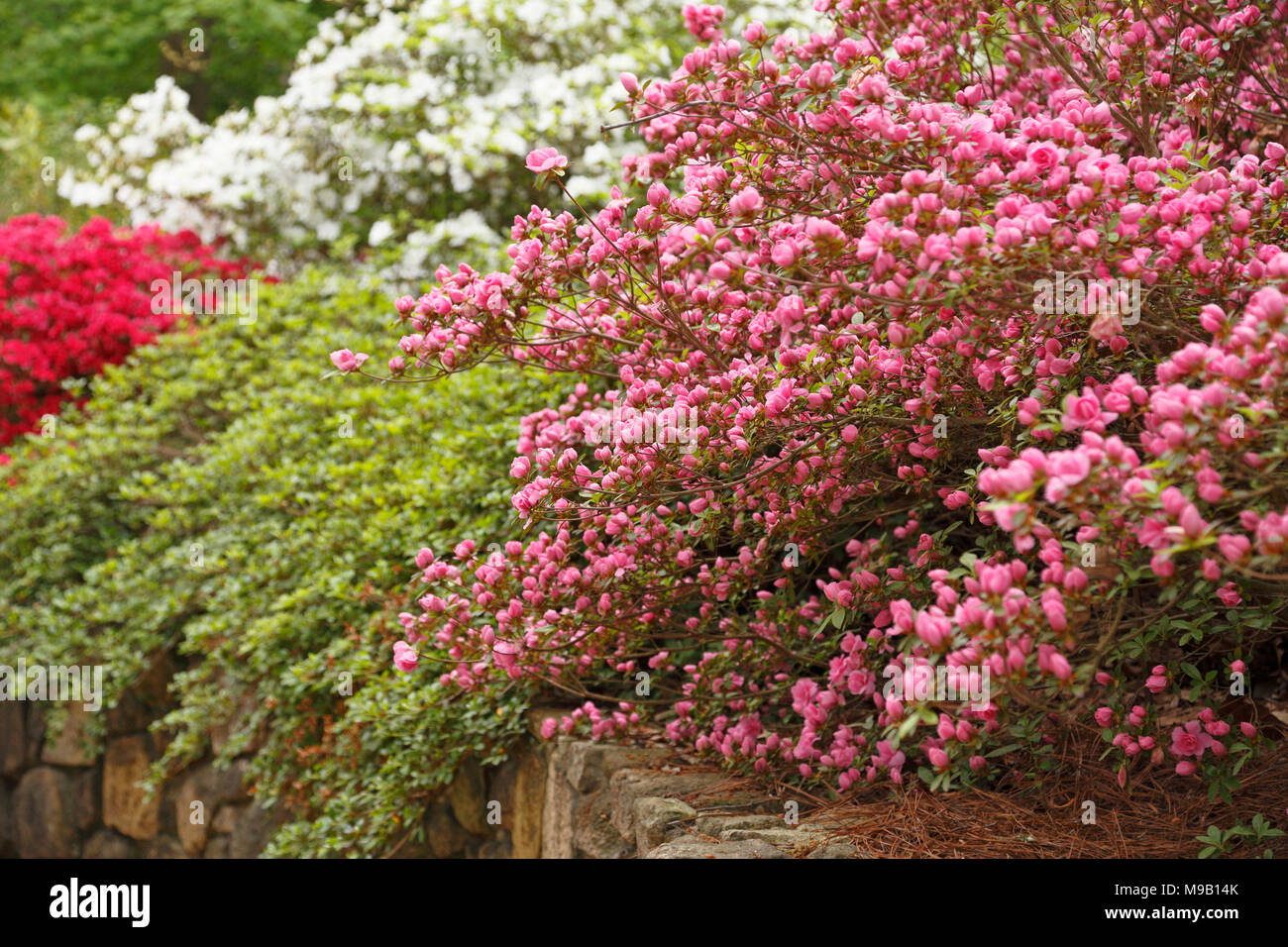 Rhododendron - Azalea - April Stock Photo - Alamy