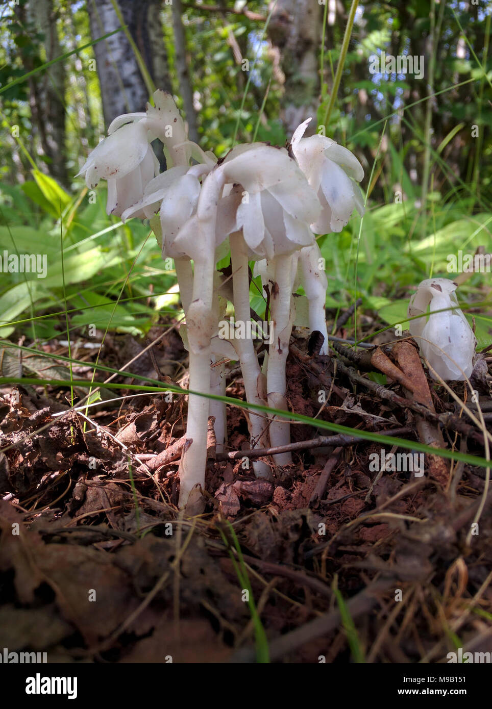 Indian pipe flowers hi-res stock photography and images - Alamy