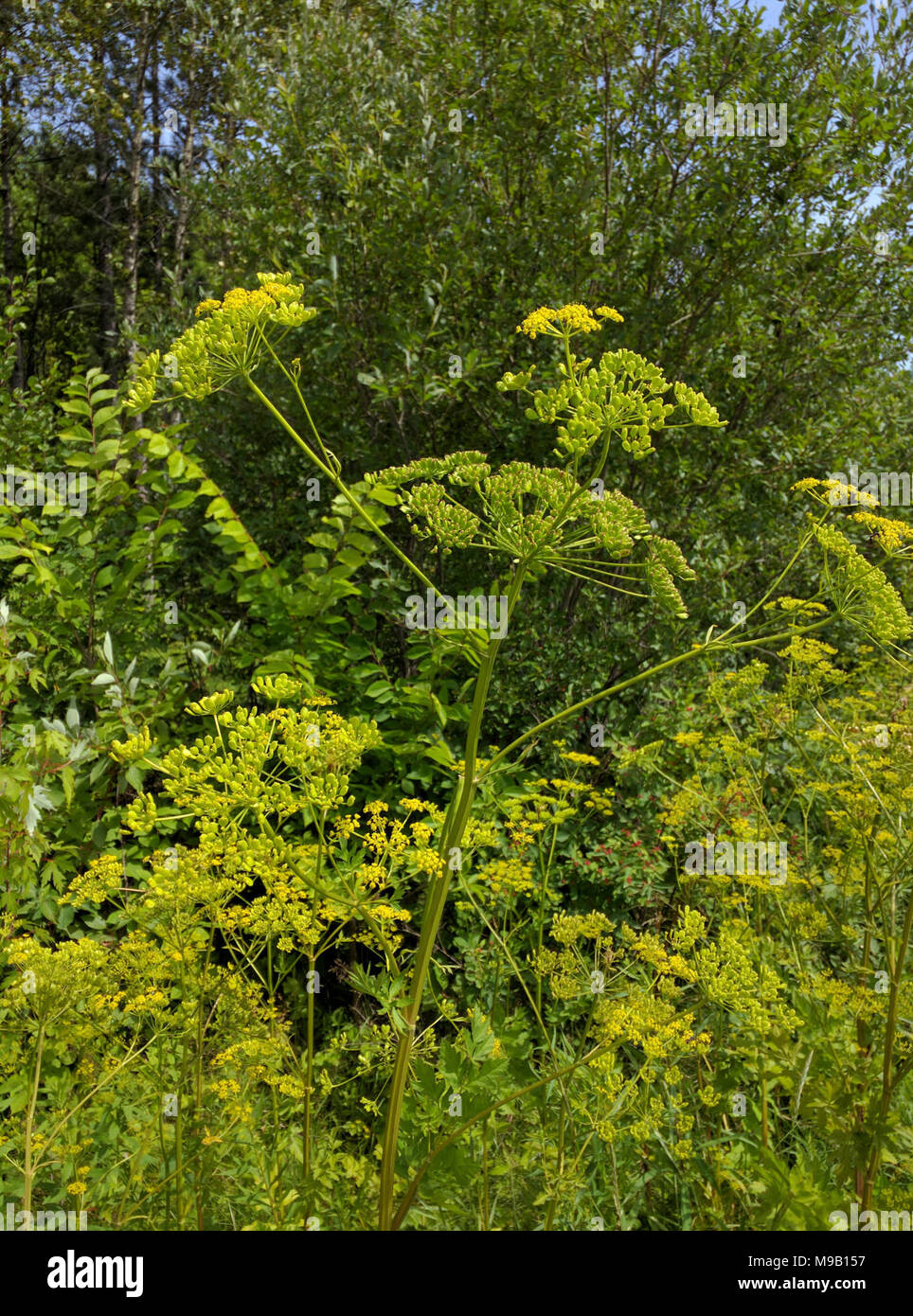 Wild parsnip rash hi-res stock photography and images - Alamy