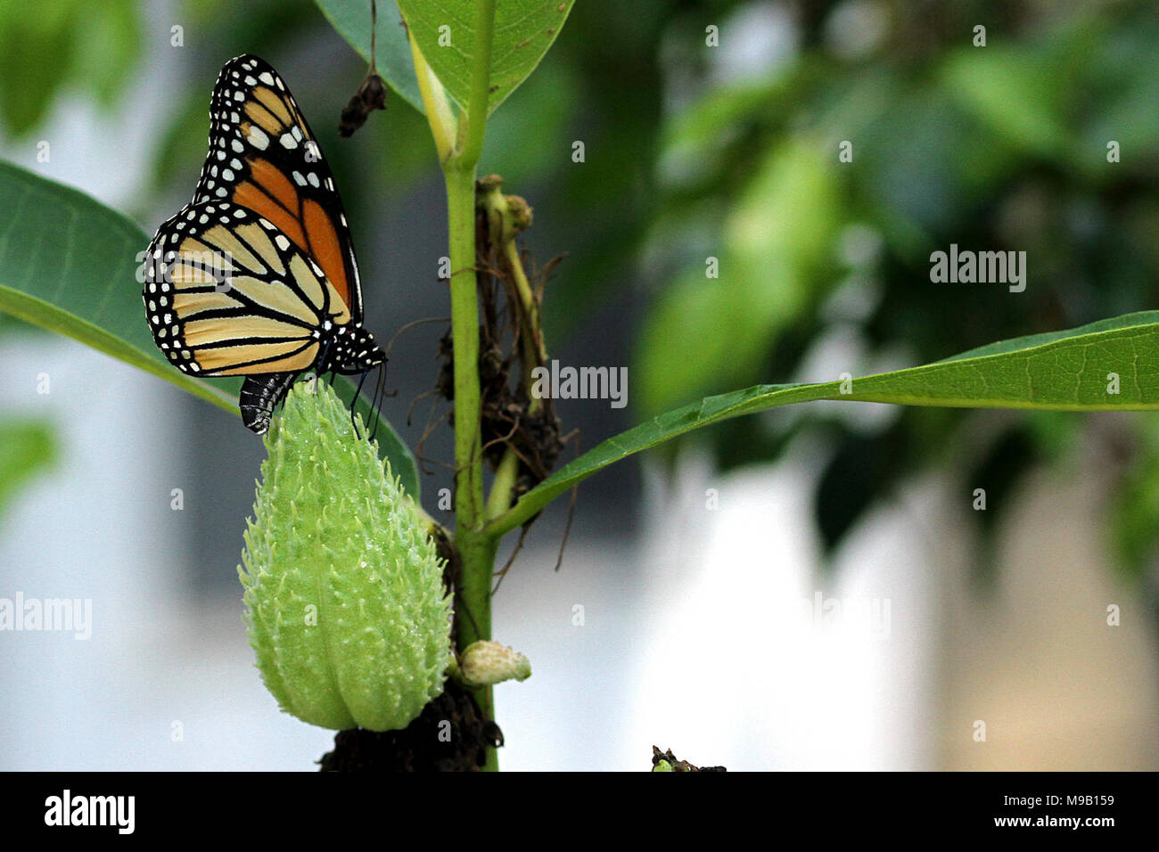 Monarch Butterfly in Maryland Stock Photo - Alamy
