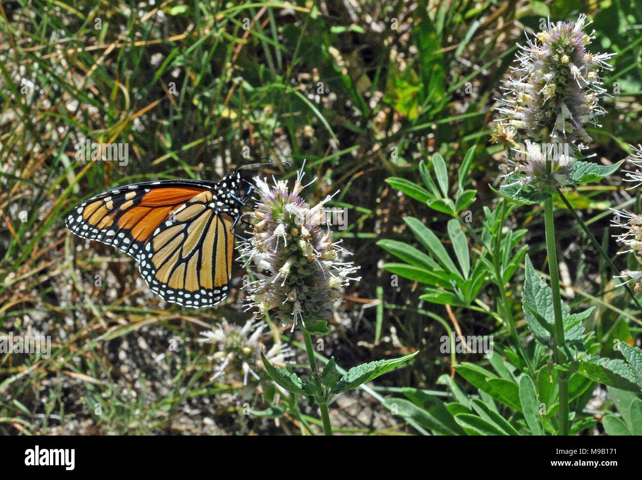 Monarch Butterfly in Oregon Stock Photo - Alamy