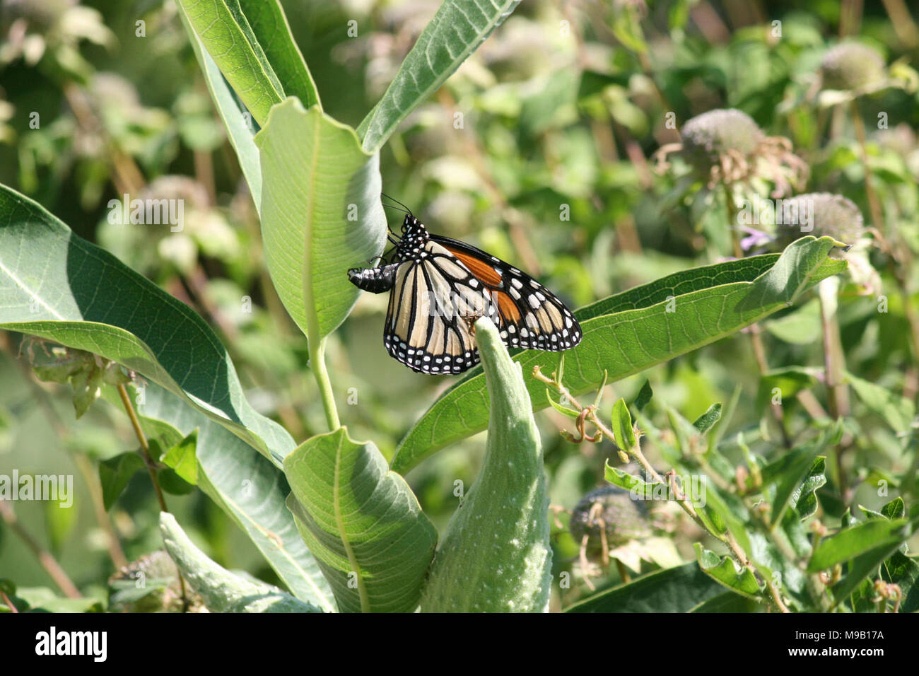 Monarch Butterfly in Ohio Stock Photo - Alamy