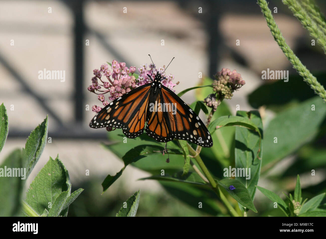 Monarch Butterfly in Ohio Stock Photo - Alamy