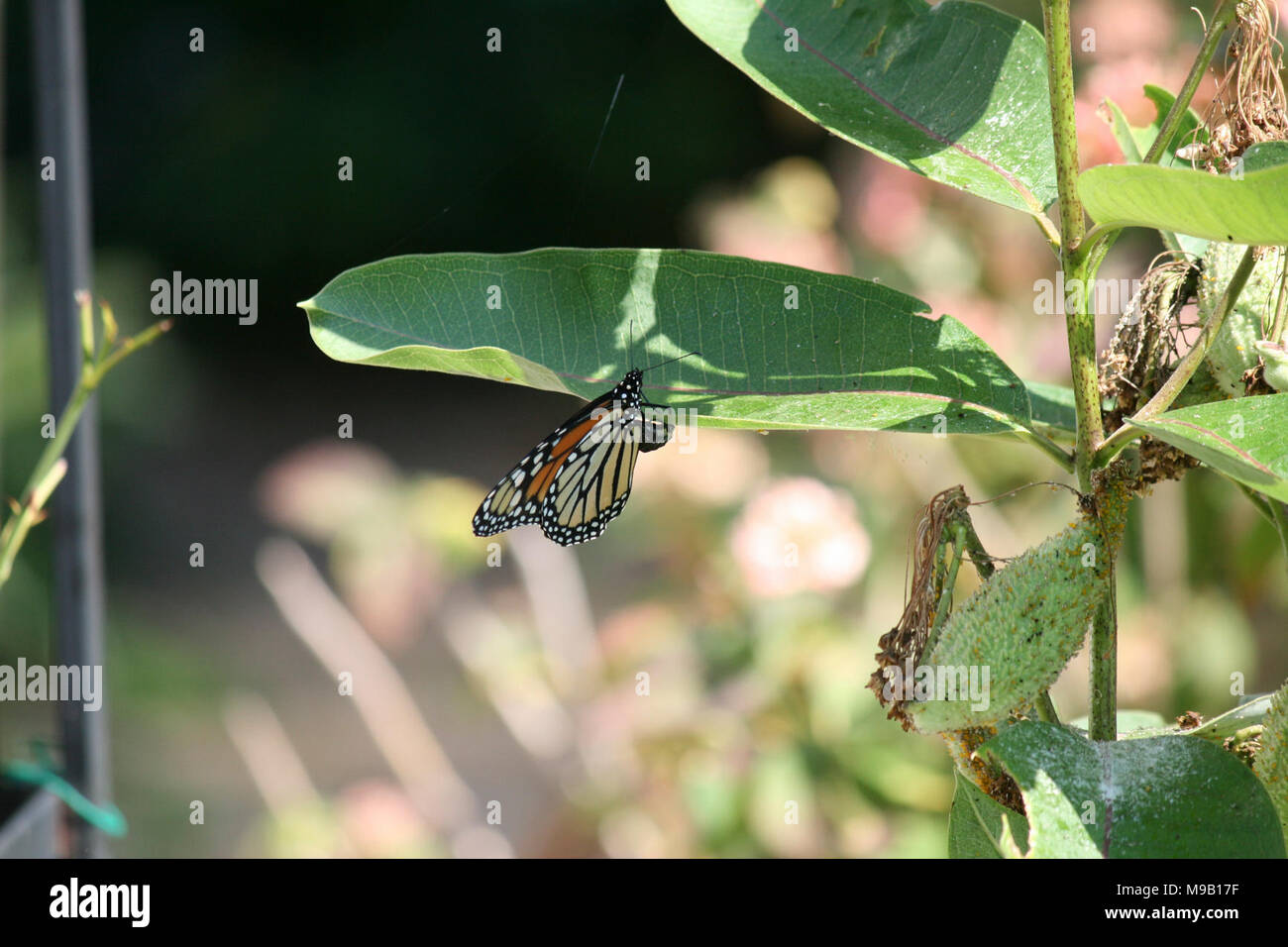 Monarch Butterfly in Ohio Stock Photo - Alamy