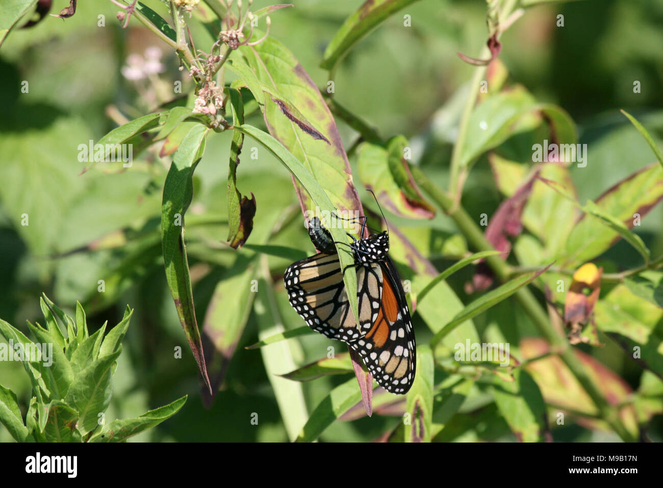 Monarch Butterfly in Ohio Stock Photo - Alamy