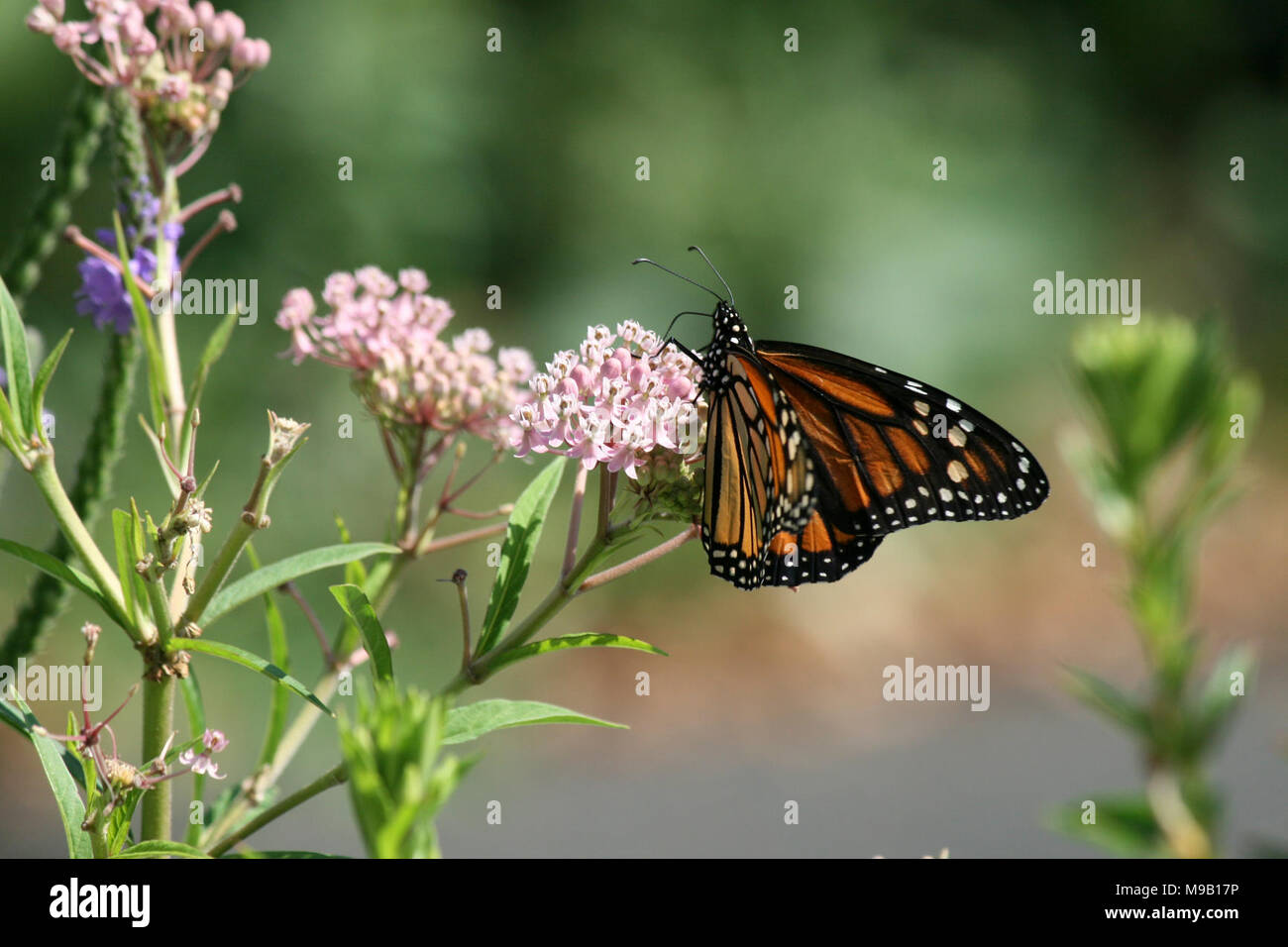 Monarch Butterfly in Ohio Stock Photo - Alamy