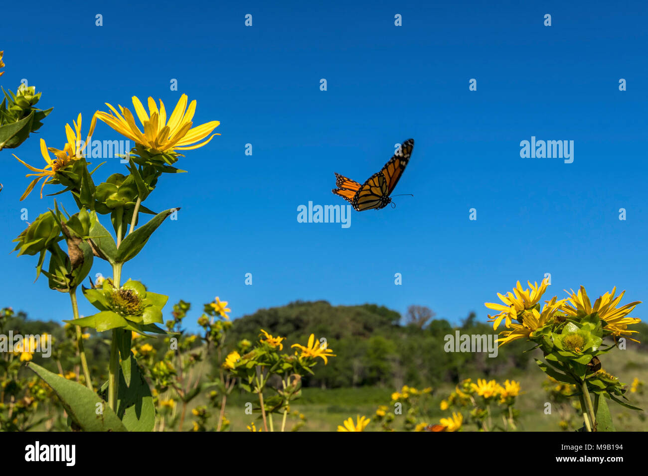 Iowa butterfly hi-res stock photography and images - Alamy