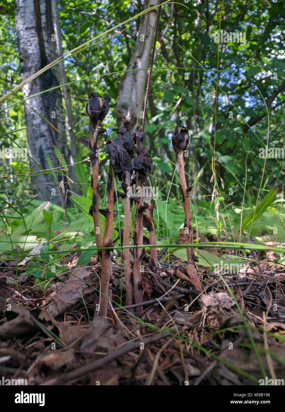 Indian pipe flowers hi-res stock photography and images - Alamy