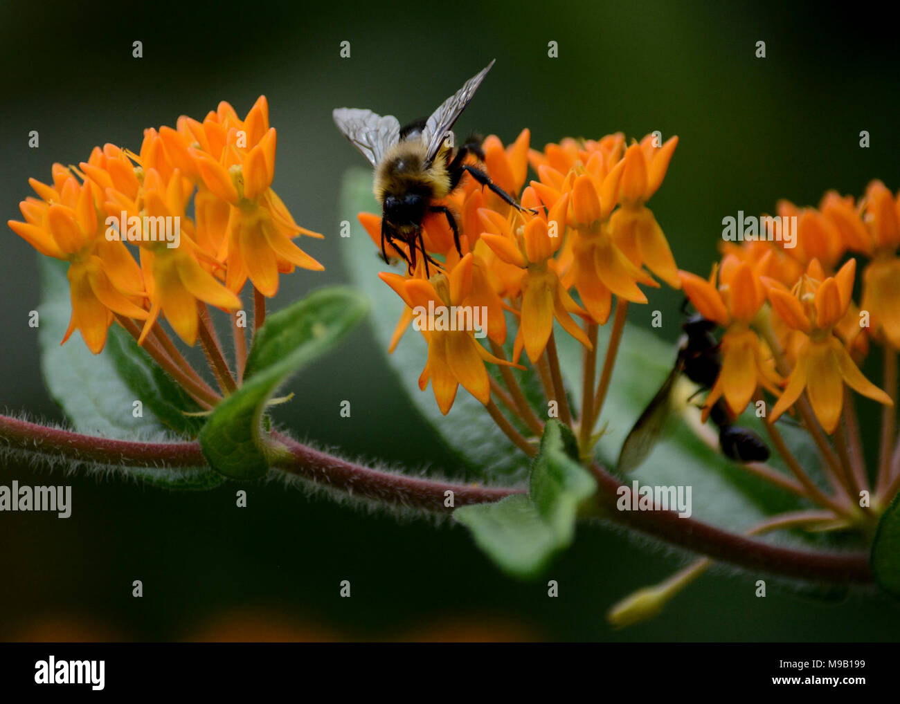 Butterflyweed High Resolution Stock Photography and Images - Alamy