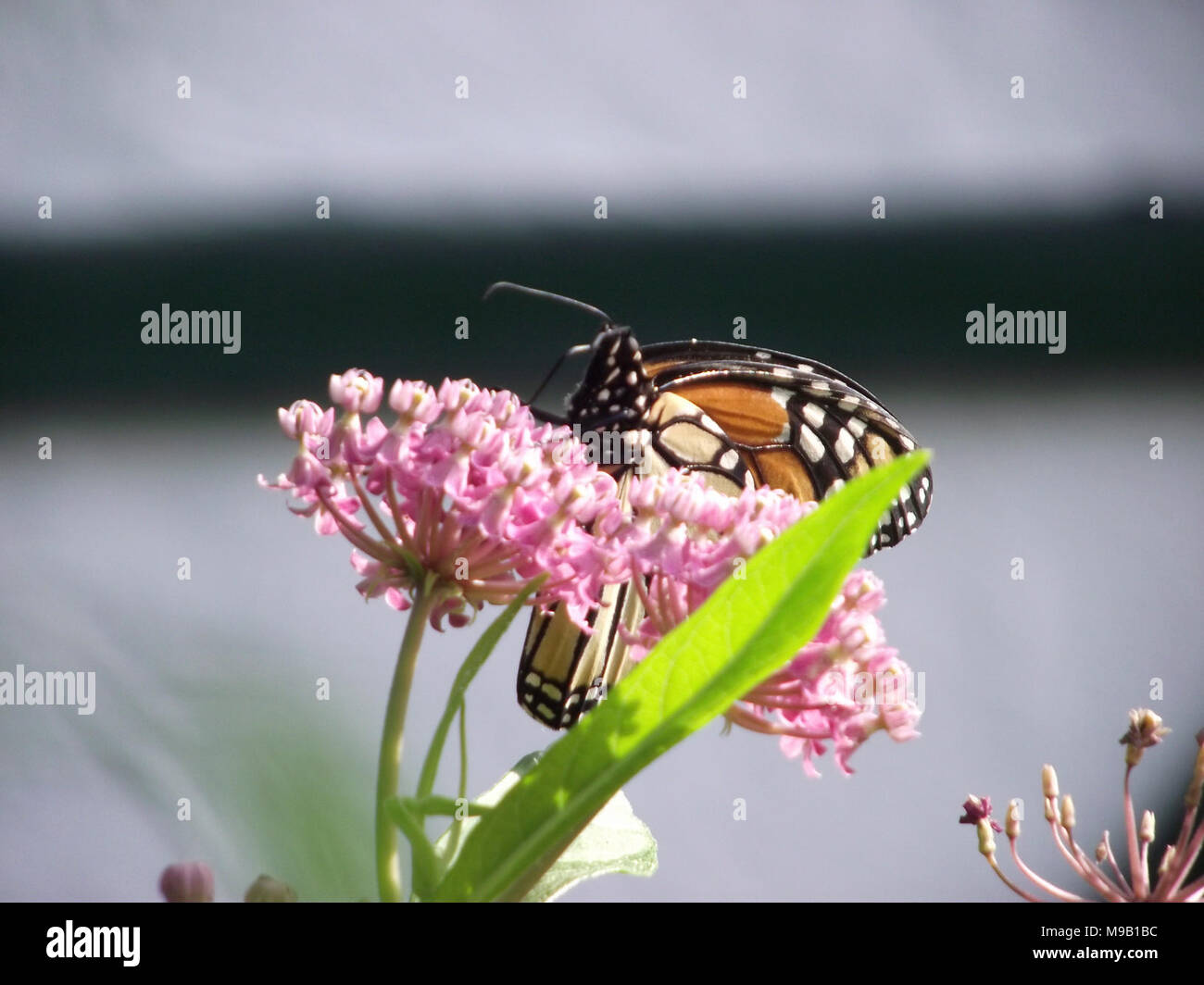 Monarch Butterfly in New Jersey Stock Photo - Alamy