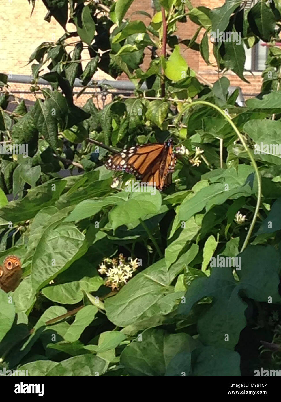 Monarch Butterfly in Illinois Stock Photo - Alamy