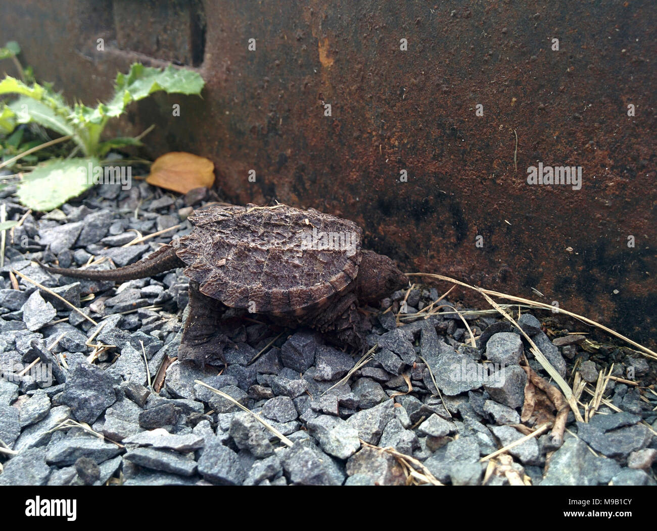 Young Snapping Turtle Stock Photo - Alamy