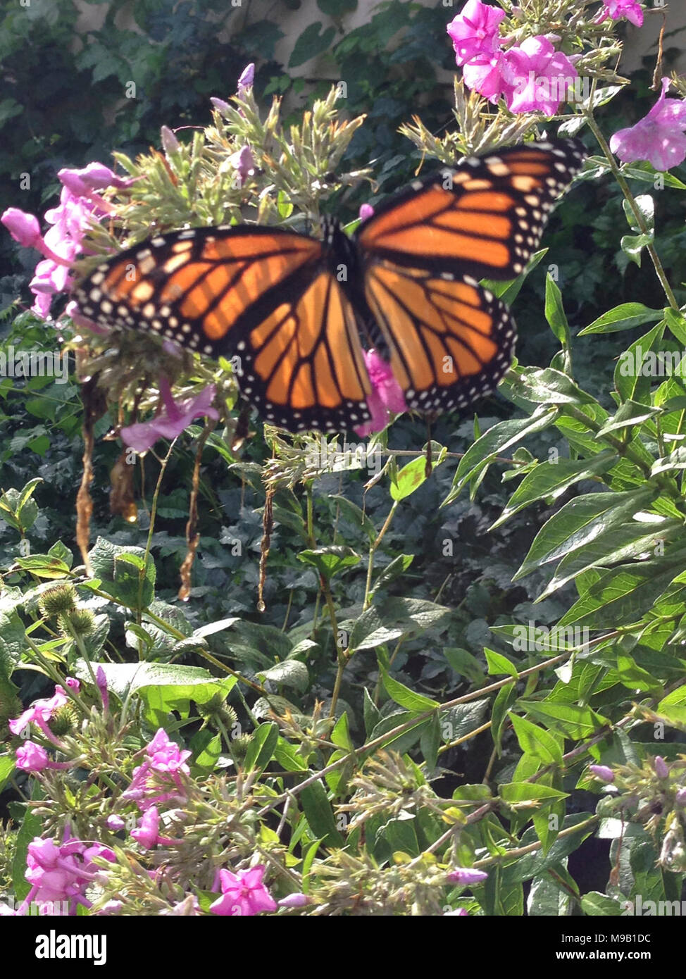 Monarch Butterfly in Illinois Stock Photo - Alamy