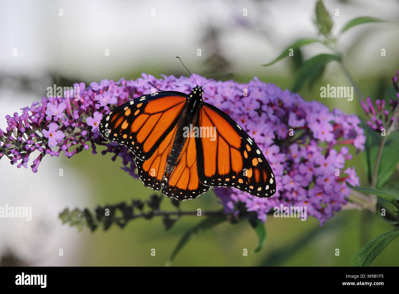 Monarch Butterfly in Pennsylvania Stock Photo - Alamy