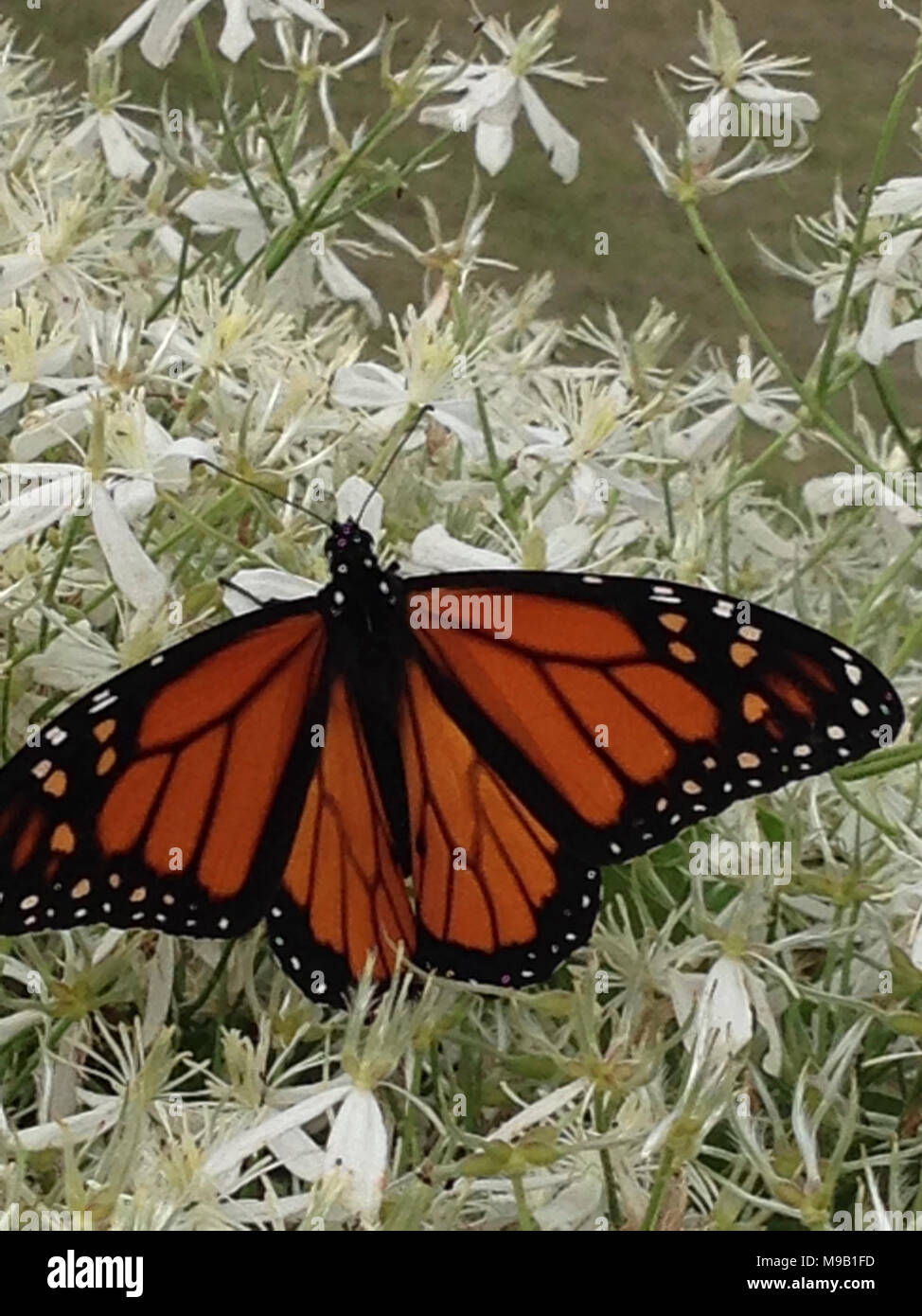 Monarch Butterfly in Illinois Stock Photo - Alamy