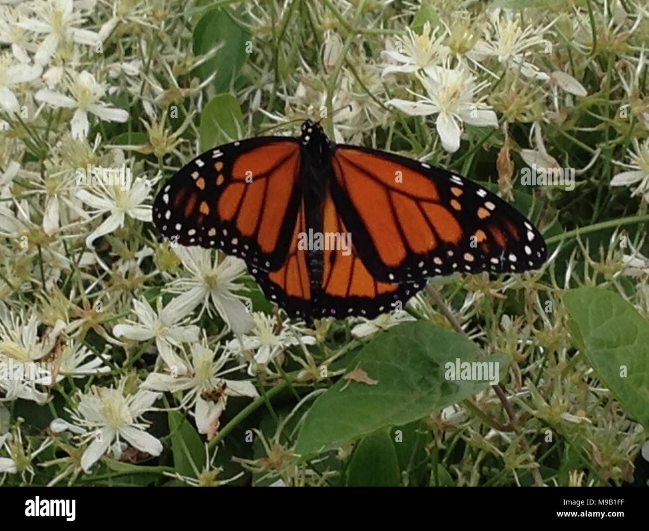 Monarch Butterfly in Illinois Stock Photo - Alamy