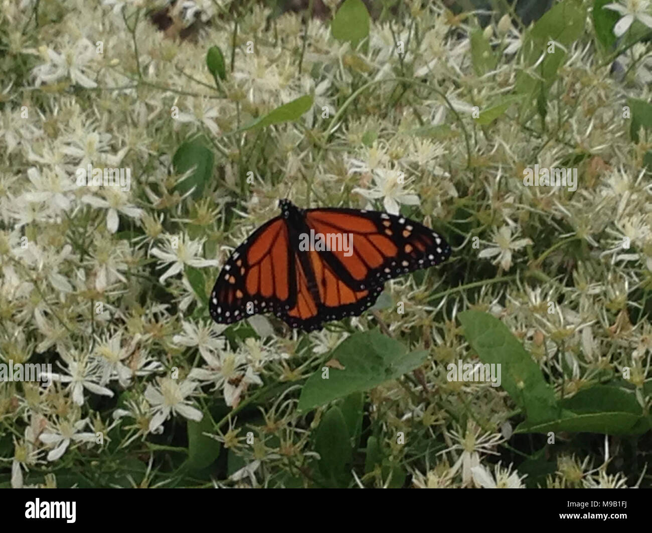Monarch Butterfly in Illinois Stock Photo - Alamy