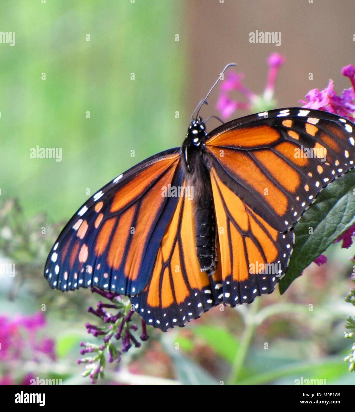 Monarch Butterfly in Virginia Stock Photo - Alamy