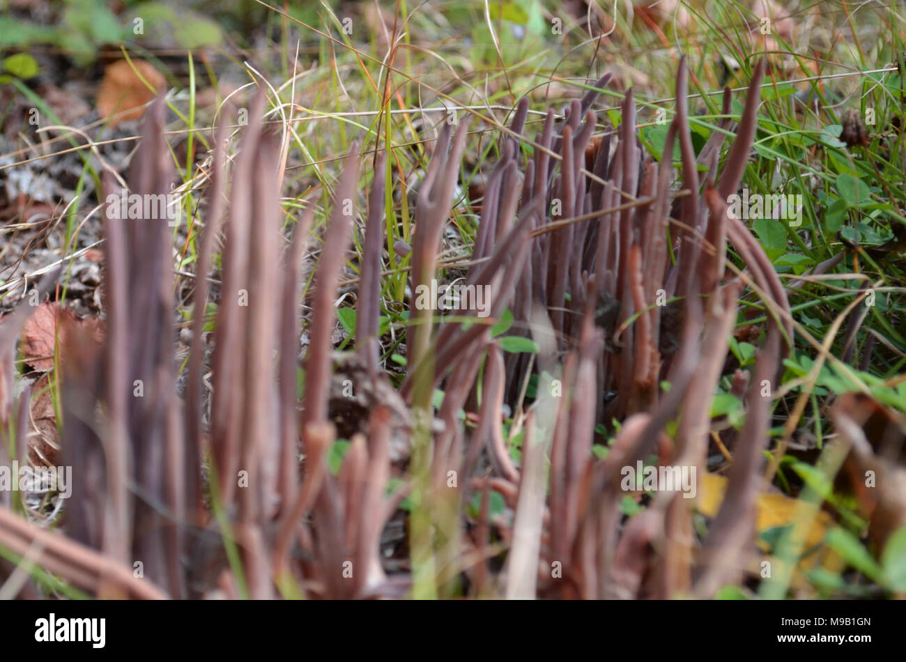Dead mans fingers fungus hi-res stock photography and images - Alamy