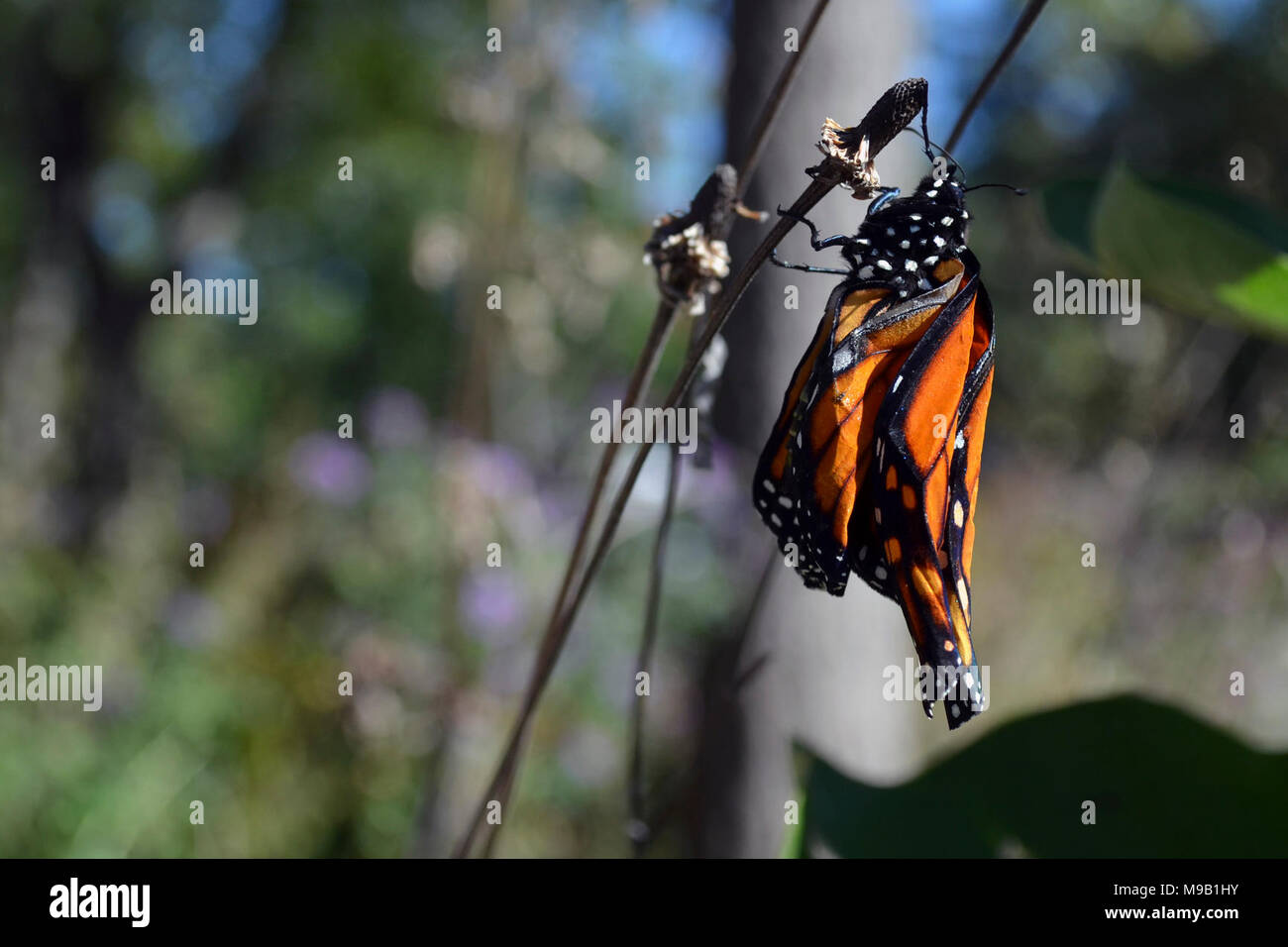 Curled wings hi-res stock photography and images - Alamy