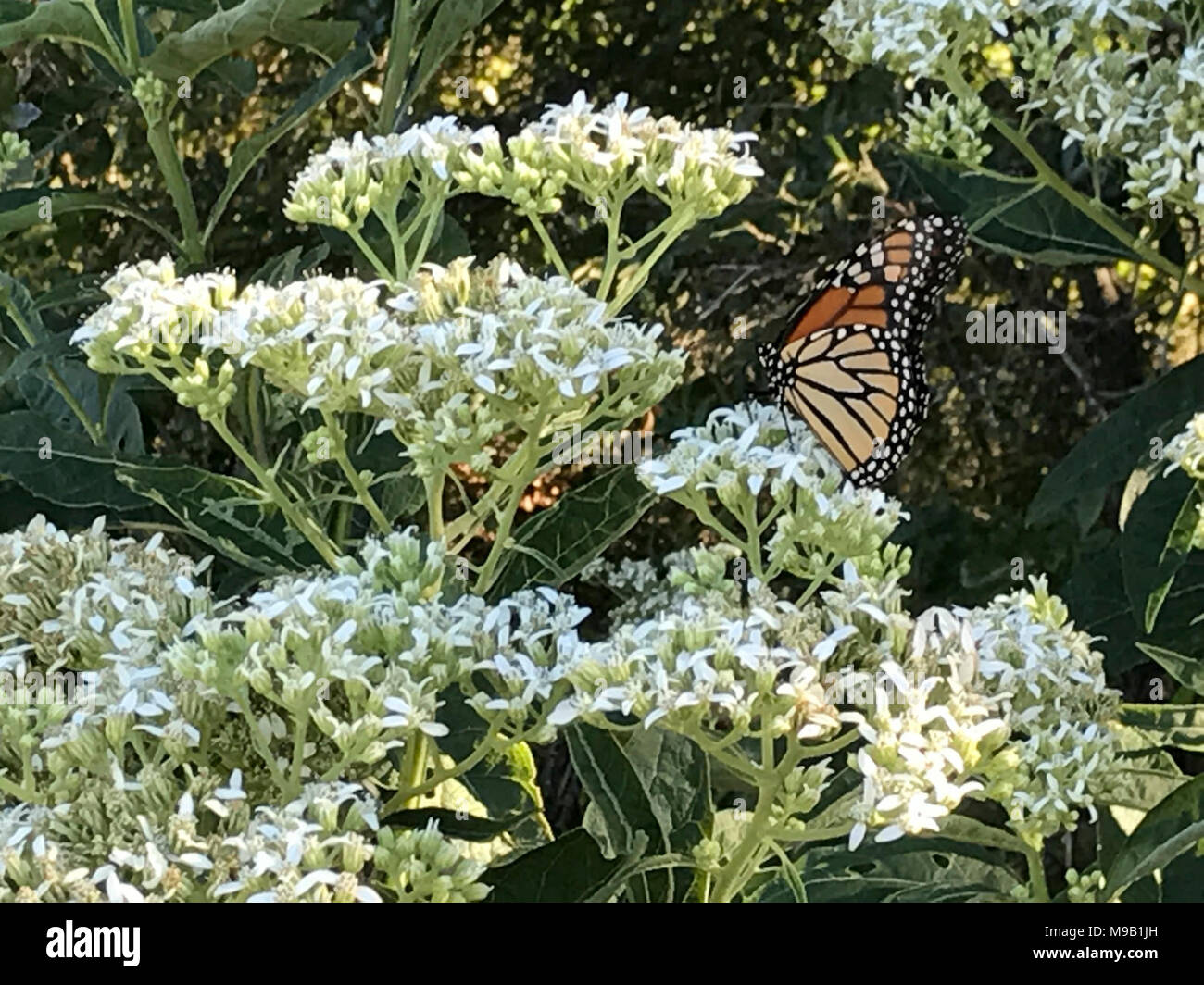 Monarch Butterfly in Texas Stock Photo - Alamy