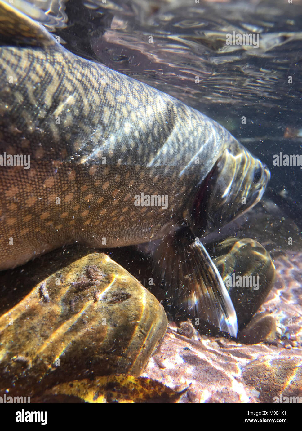 Splake hi-res stock photography and images - Alamy