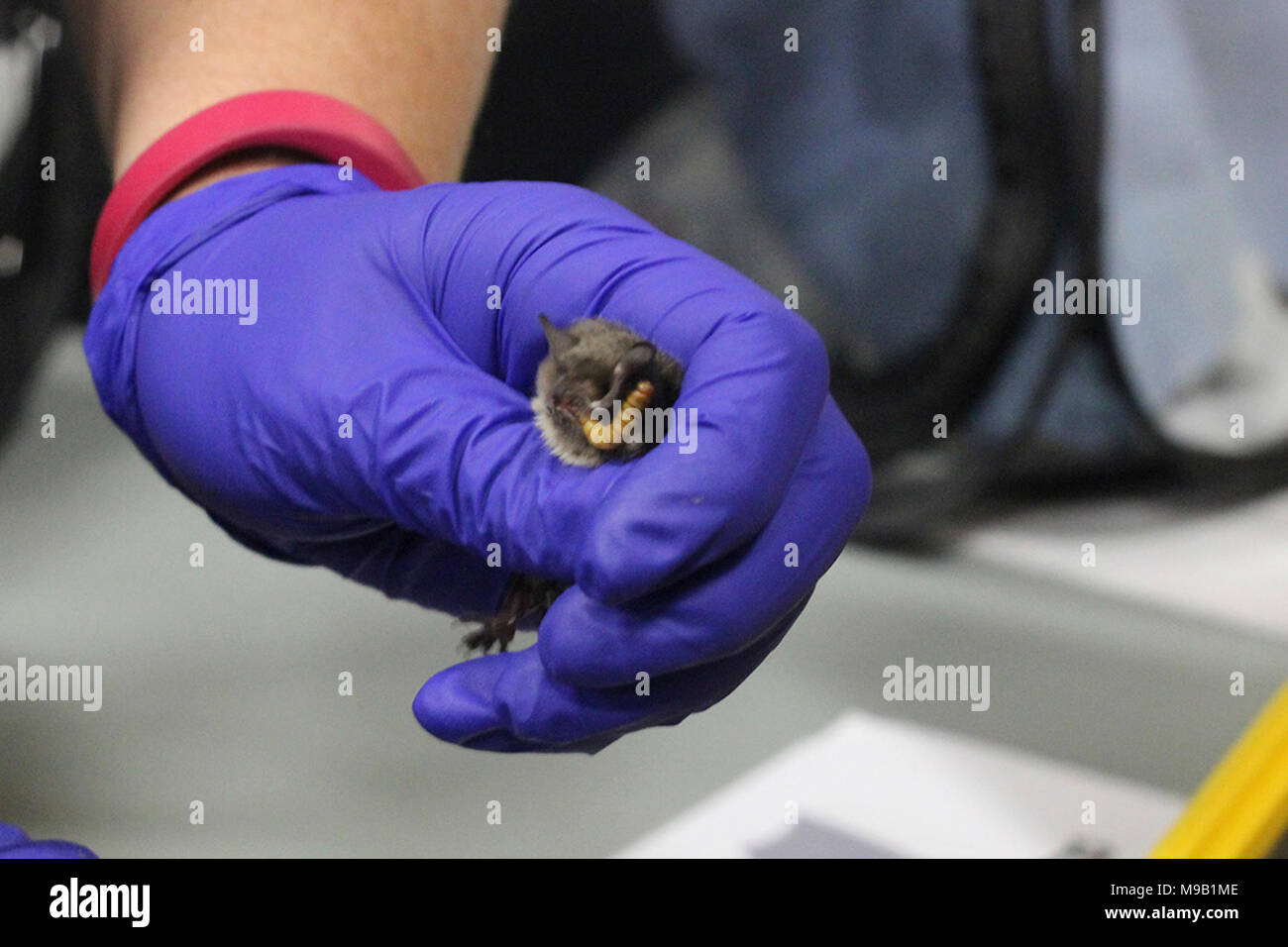 Batfest hi-res stock photography and images - Alamy