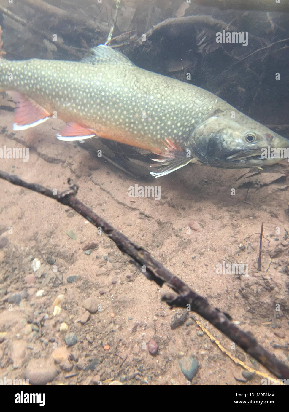 Splake hi-res stock photography and images - Alamy