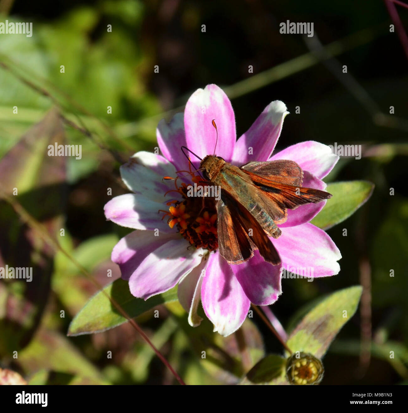 Zinna flower hi-res stock photography and images - Alamy