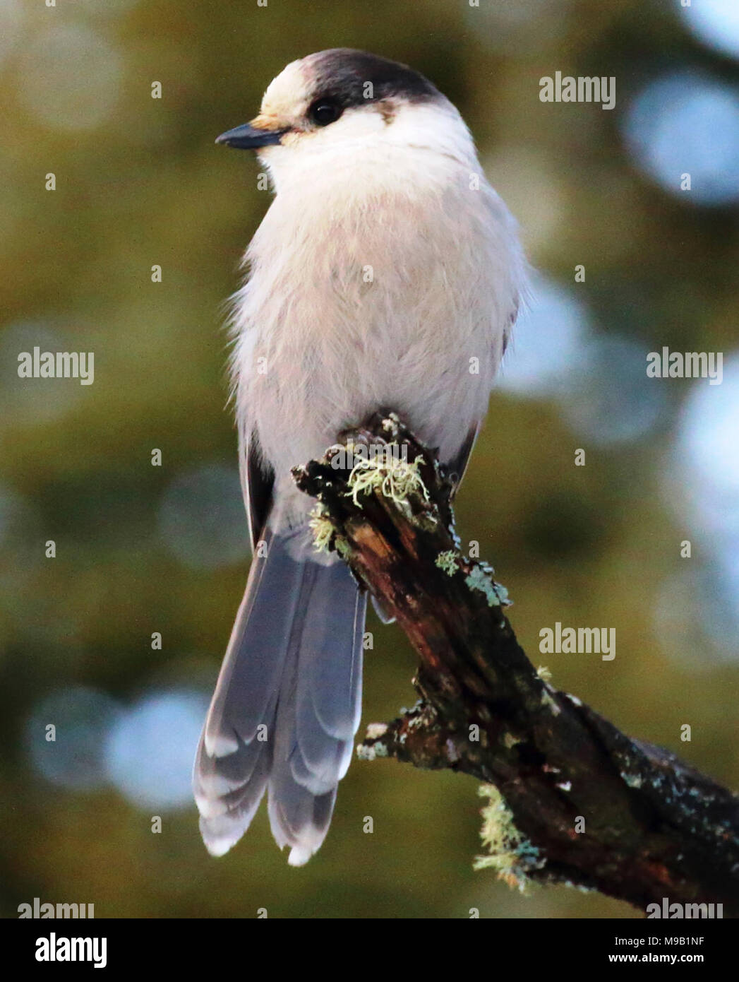 Jay fish hi-res stock photography and images - Alamy