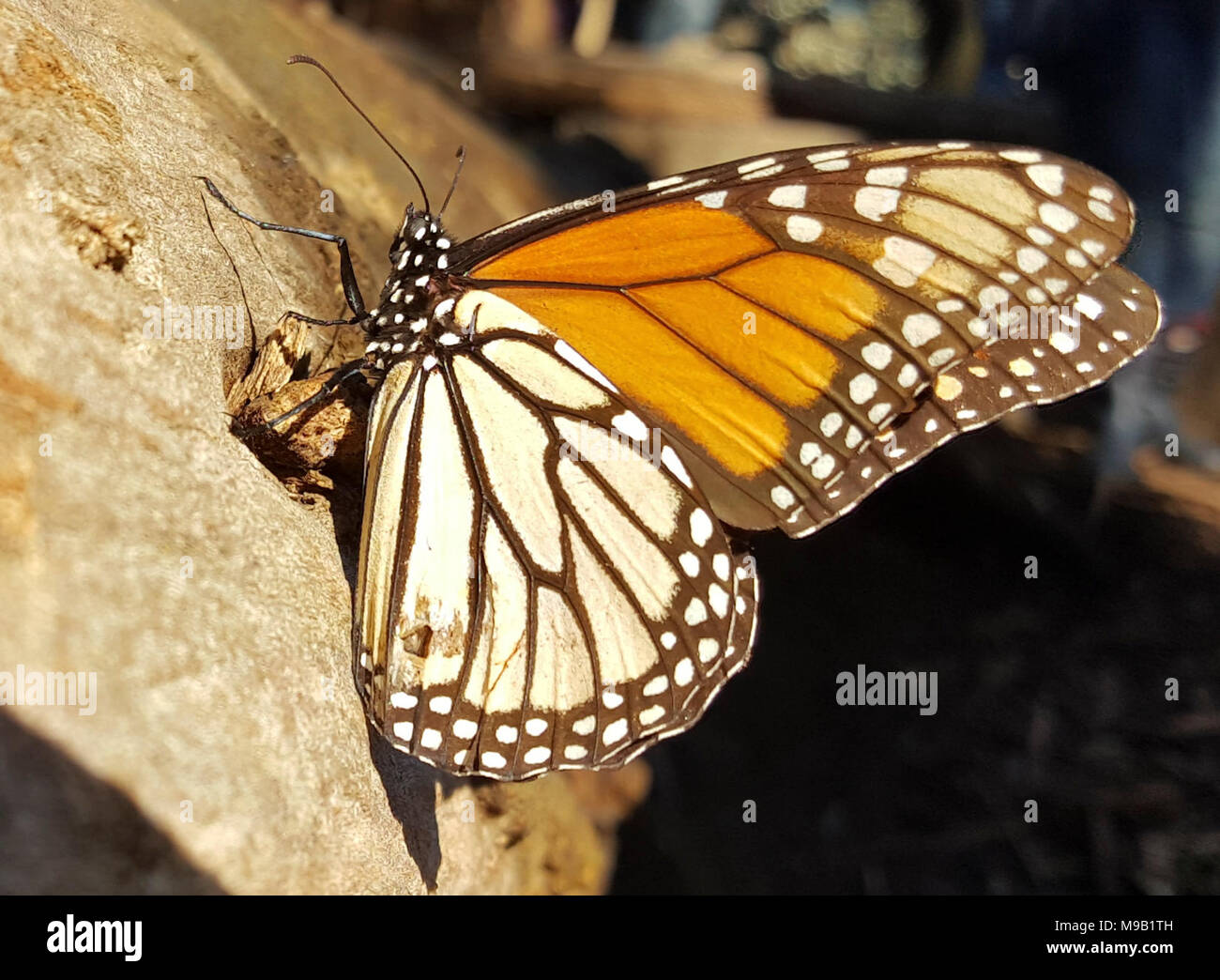Monarch on a log Stock Photo - Alamy