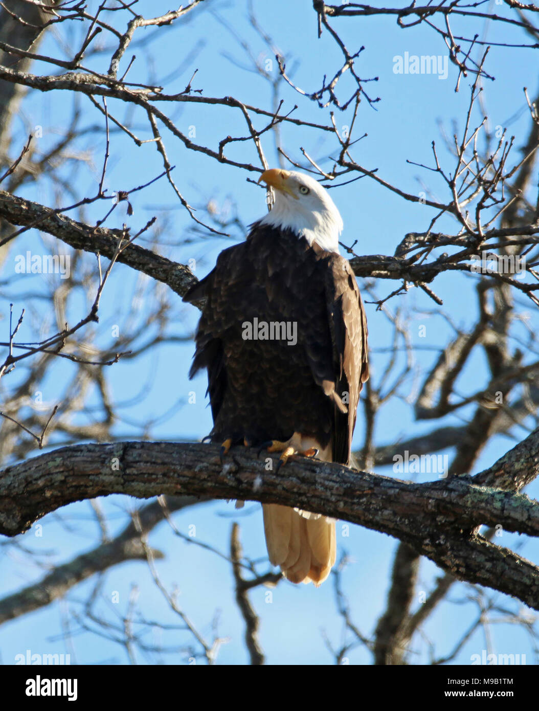 Bald Eagle at Mingo National Wildlife Refuge in Missouri Stock Photo ...