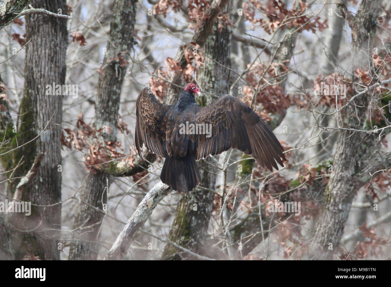 Turkey Vulture at Mingo National Wildlife Refuge in Missouri Stock ...
