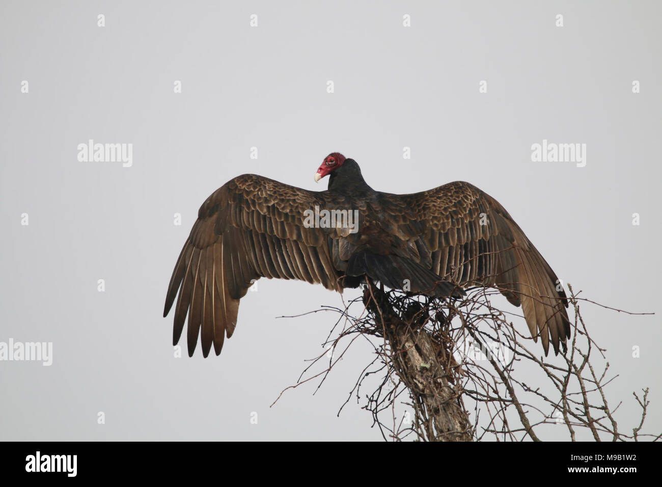 Turkey Vulture Drying Off Stock Photo - Alamy