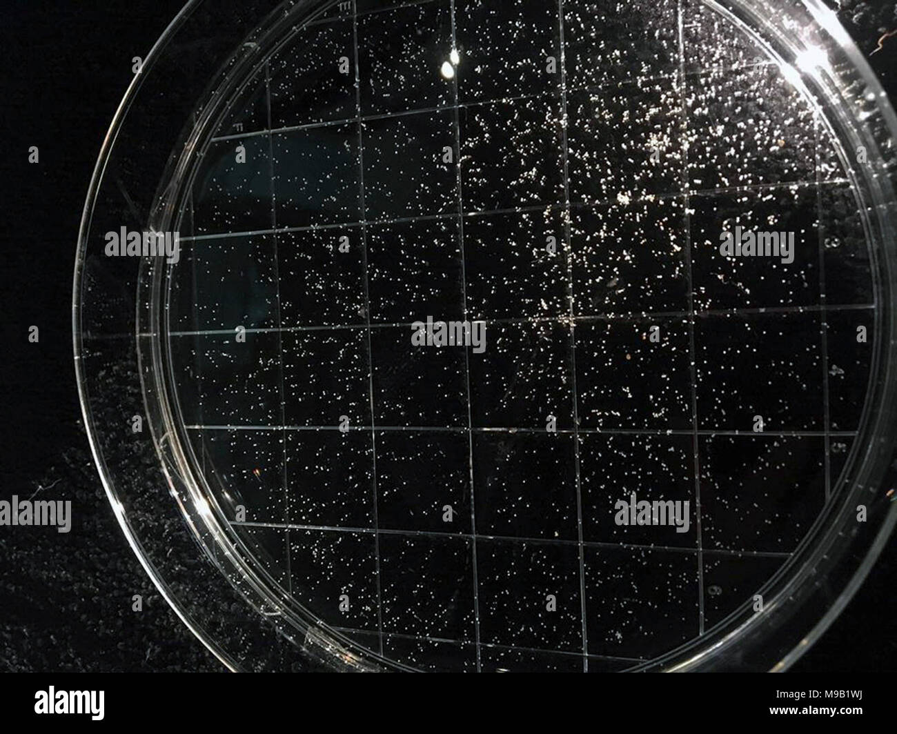 Juvenile Winged Mapleleaf Mussels Stock Photo - Alamy