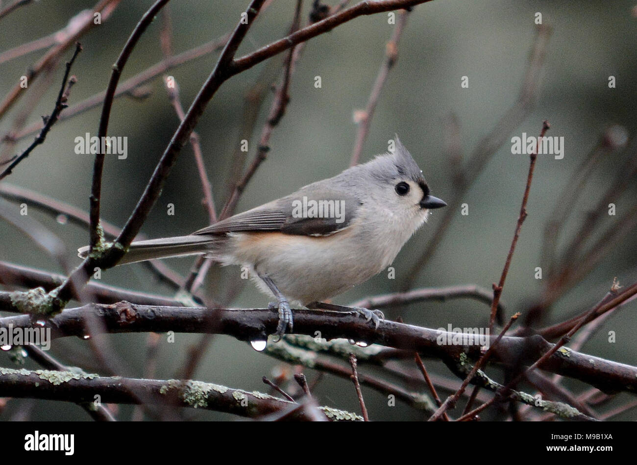 Tufted titmouse habitat hi-res stock photography and images - Alamy