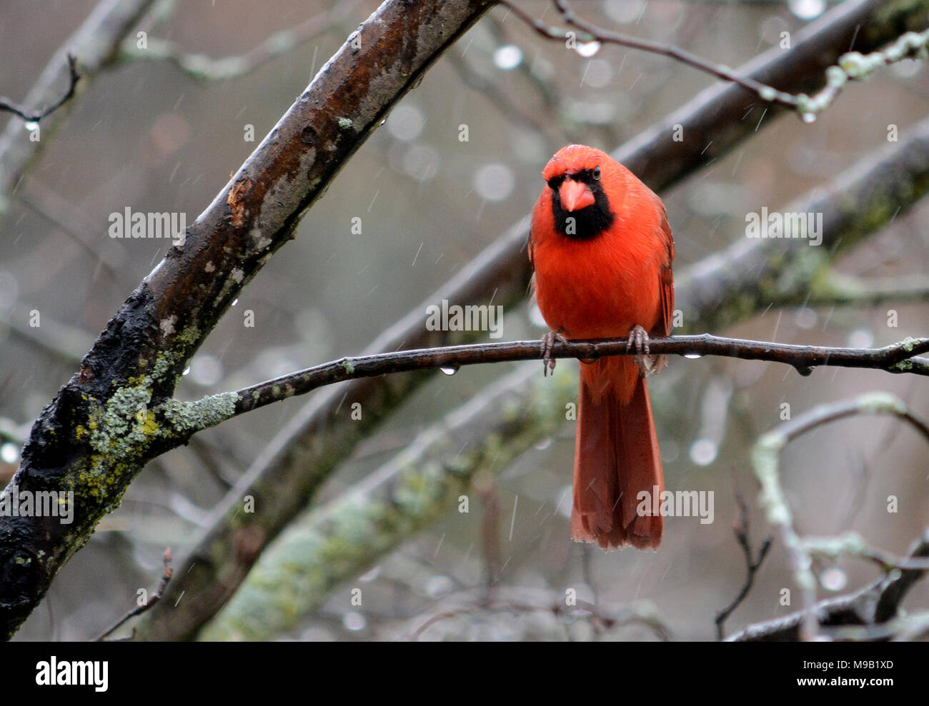 Northern cardinal rain hi-res stock photography and images - Alamy