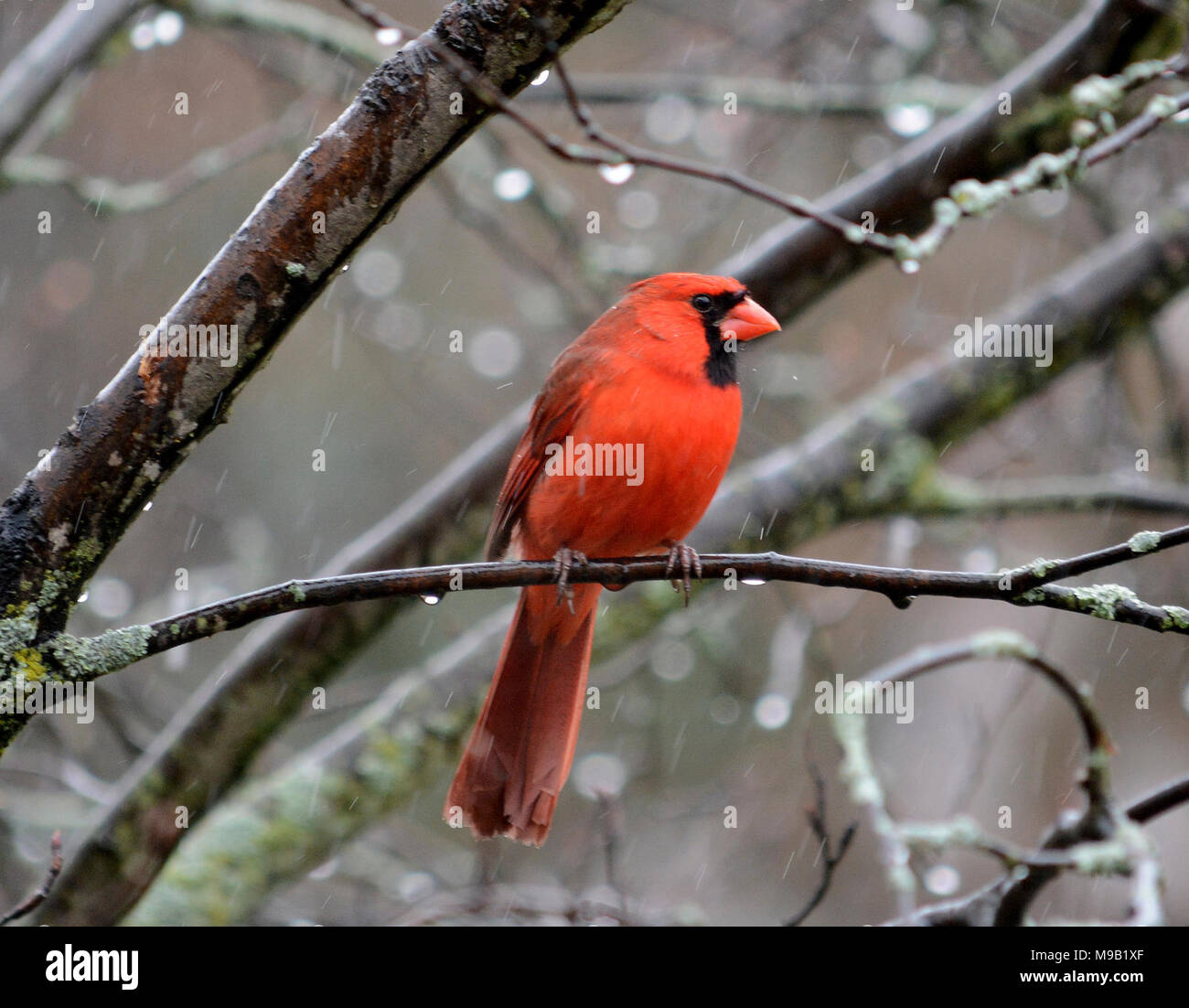 Michigan cardinal hi-res stock photography and images - Alamy