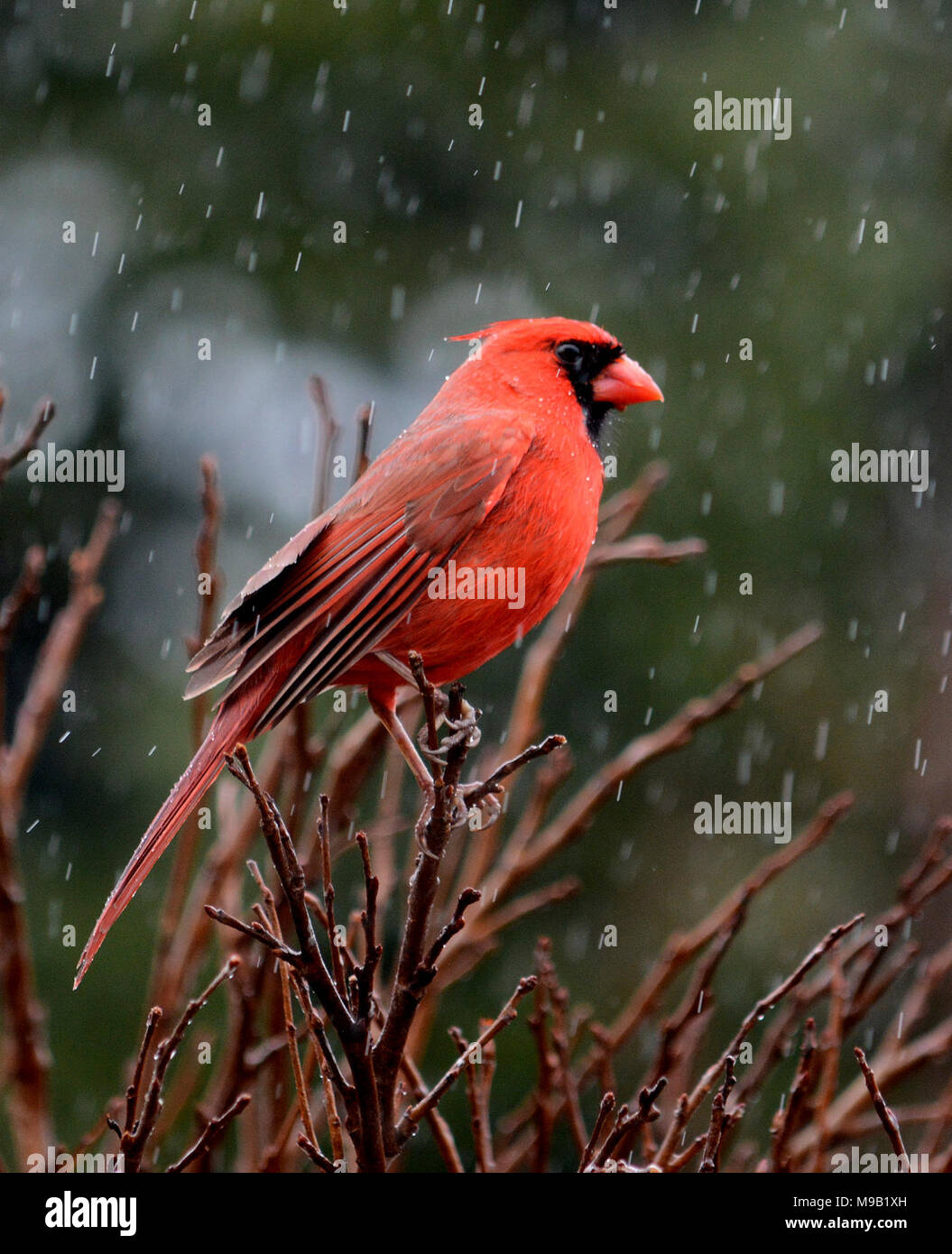 Northern Cardinal Rain High Resolution Stock Photography and Images - Alamy
