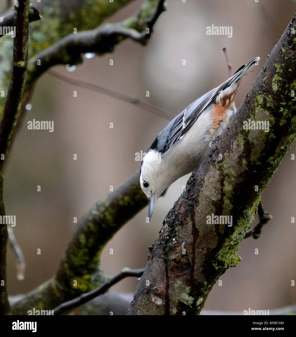 Nuthatch habitat photo and image hi-res stock photography and images ...