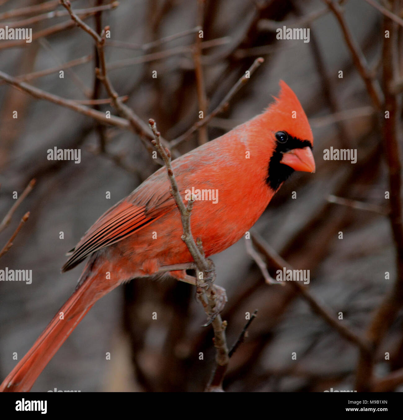 Michigan cardinal hi-res stock photography and images - Alamy