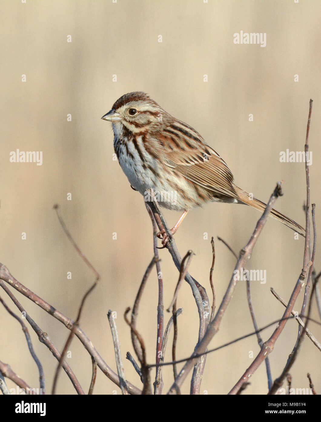 Song sparrow photo hi-res stock photography and images - Alamy