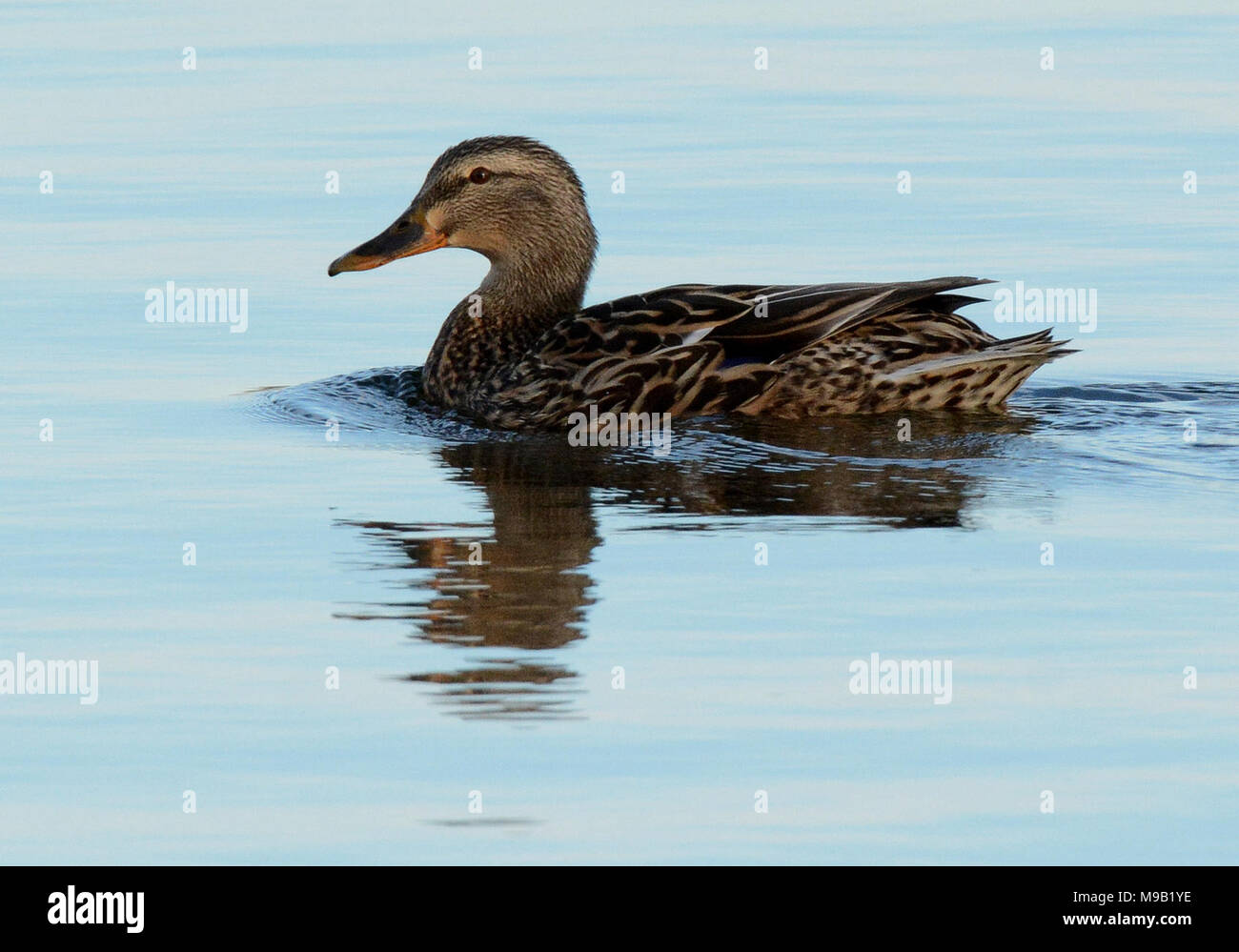 Ingham county michigan hi-res stock photography and images - Alamy