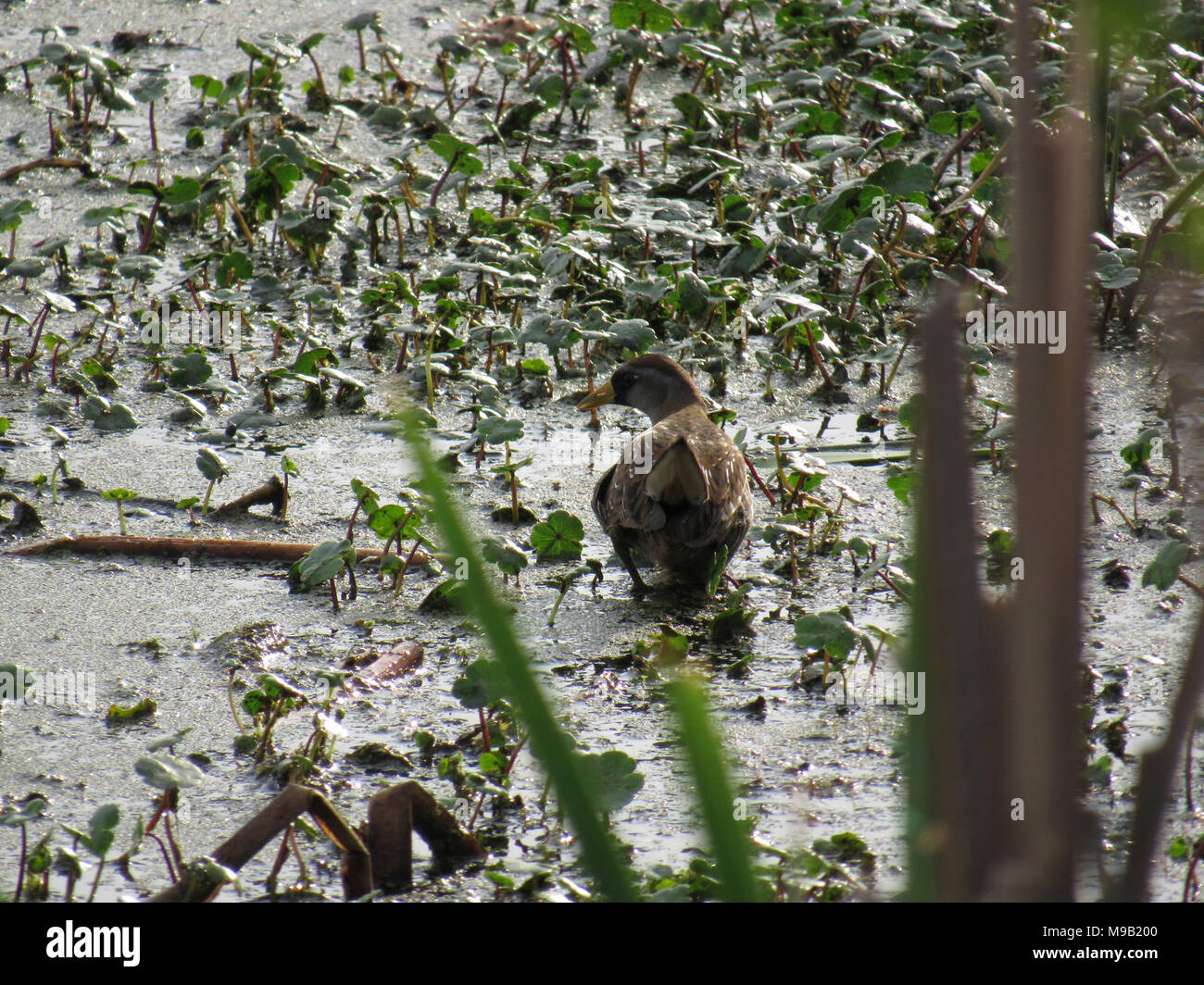 Sora at Patoka River National Wildlife Refuge Stock Photo - Alamy