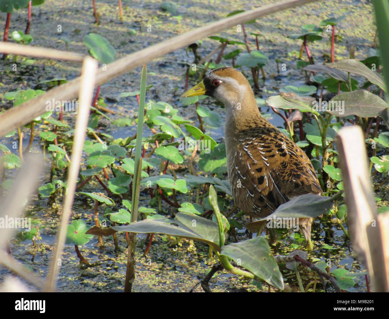 Sora at Patoka River National Wildlife Refuge Stock Photo - Alamy