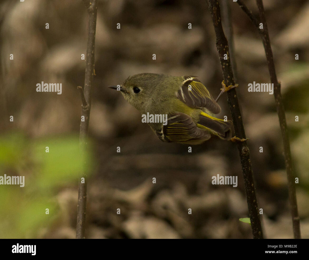 Ruby kinglets hi-res stock photography and images - Alamy